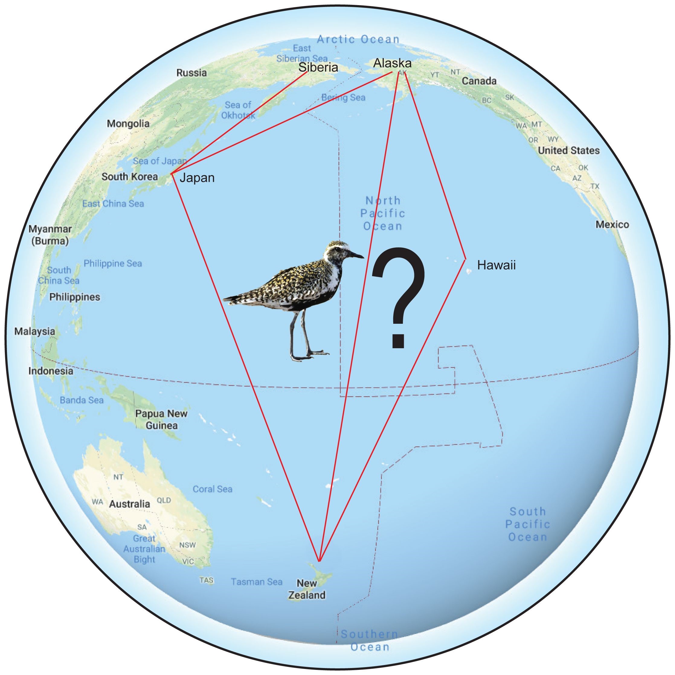 Pacific Golden Plover migration – Pūkorokoro Miranda Shorebird Centre